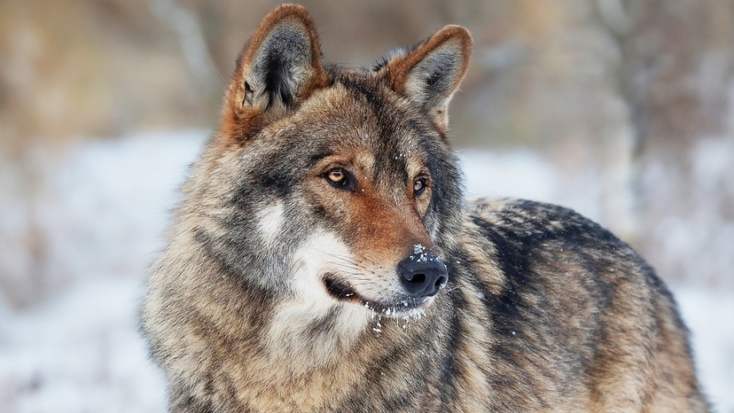 Vargen är ingen lyx utan en nödvändighet