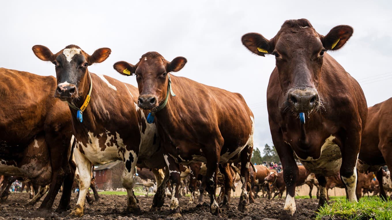 Alsters herrgård är en sommarpärla