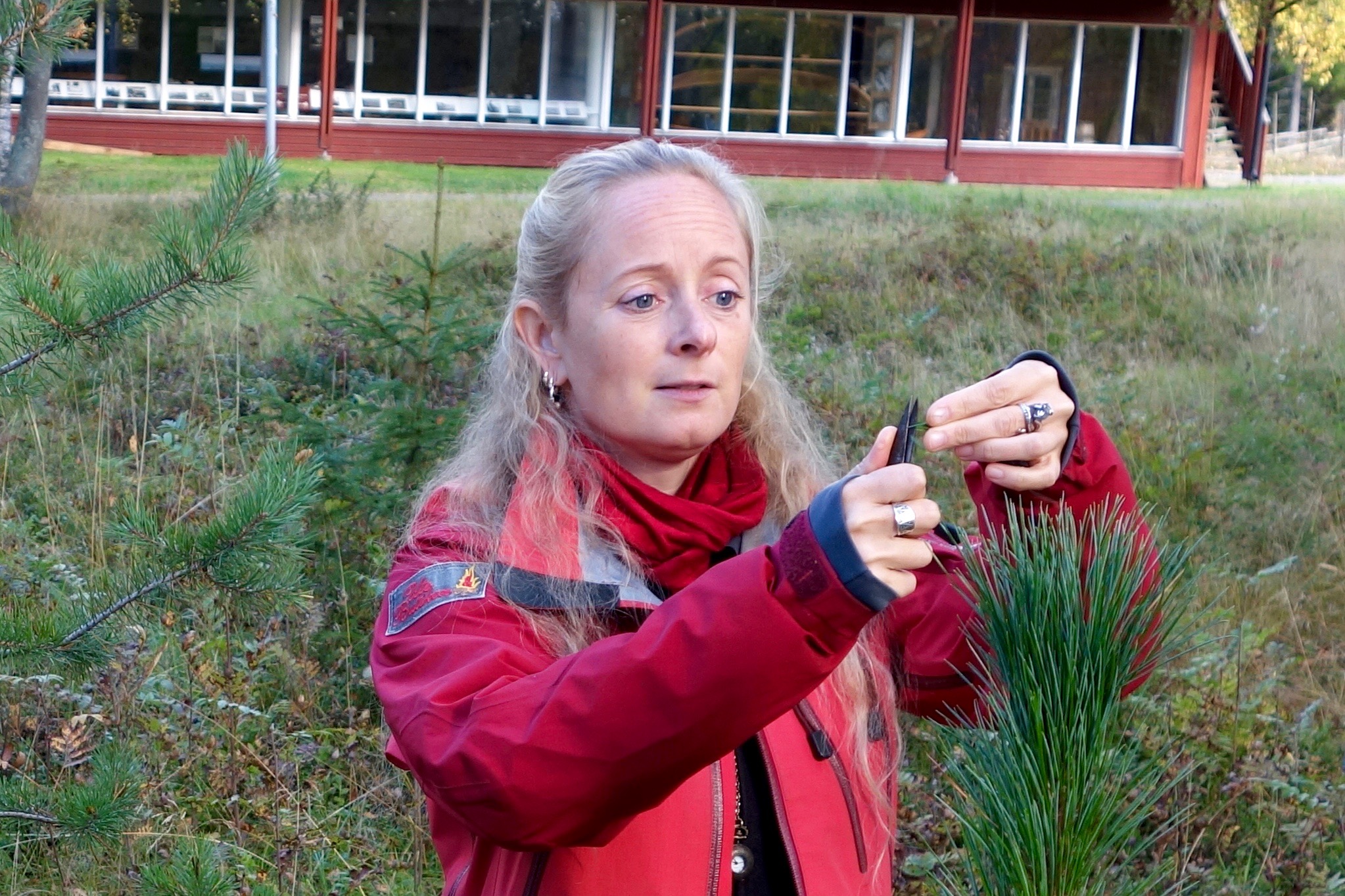 Örtexperten Alexandra De Paoli: Barr håller dig varm i vinter