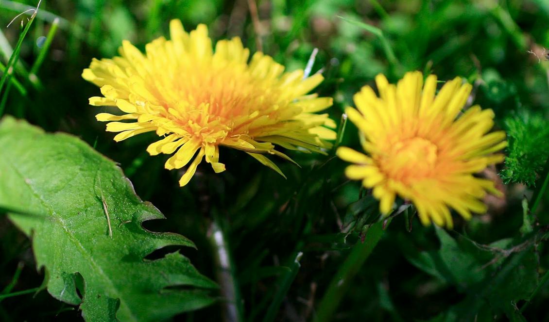Alexandra De Paoli: Så använder du maskrosrot som magmedicin