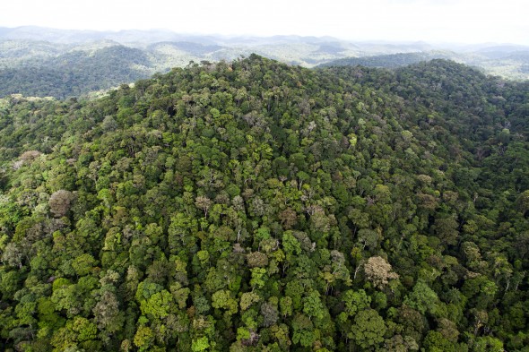 Epoch Times | Klimatförändringar hotar Amazonas regnskog