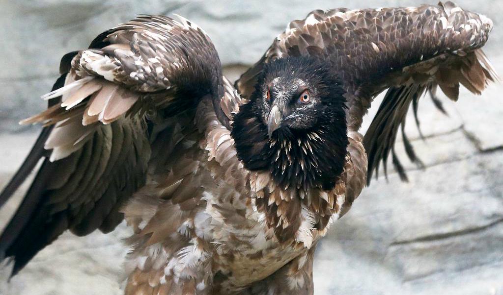 Lammgam på ovanligt Sverigebesök