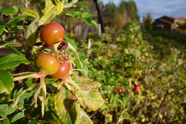 Alexandra De Paoli: Torka nyttiga nypon till te och kosttillskott