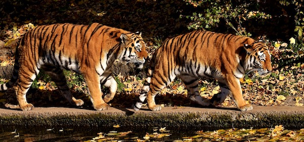 På rymmen i tysk stad: 2 lejon, 2 tigrar och en leopard