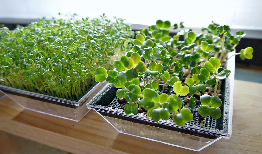 Naturligare liv: Smart och enkelt att odla groddar och skott