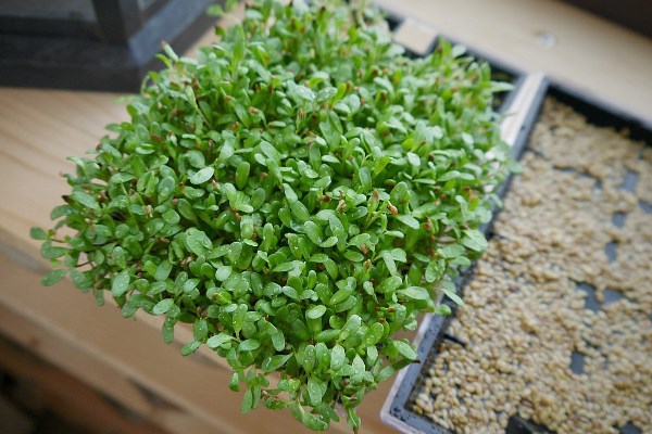 Naturligare liv: Smart och enkelt att odla groddar och skott