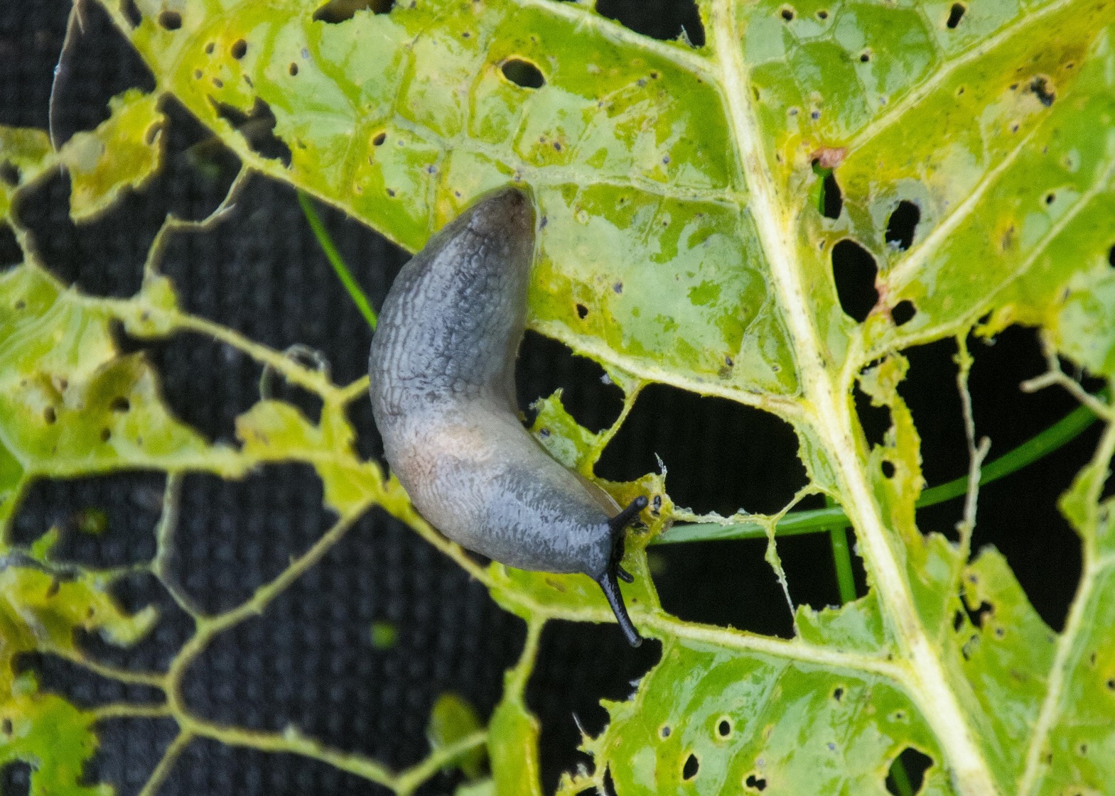 Hittade ny invasiv snigelart på tomten