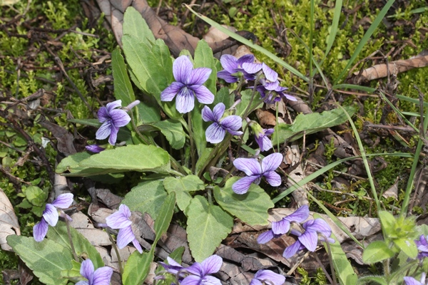 Kinesisk medicin: 7 blommor med läkande verkan