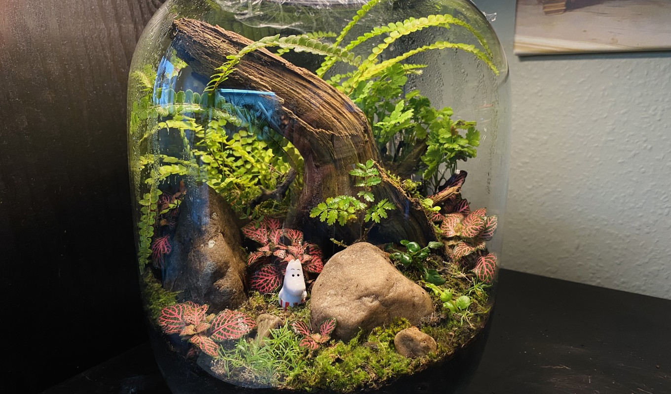 Ekosystem i burk: ”Det hjälper mig att koppla av”