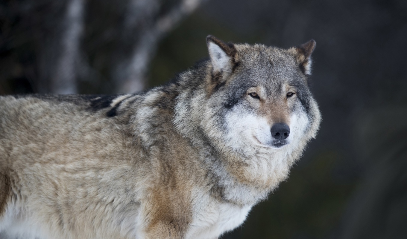 Får dödade av varg i Skåne